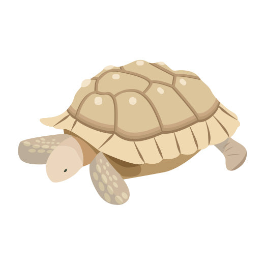 Tortoise | Print & Cut File – CraftSmithco
